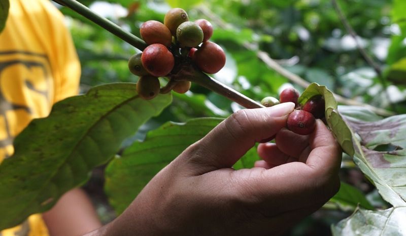 CoffeeToffee 02 - Kopi